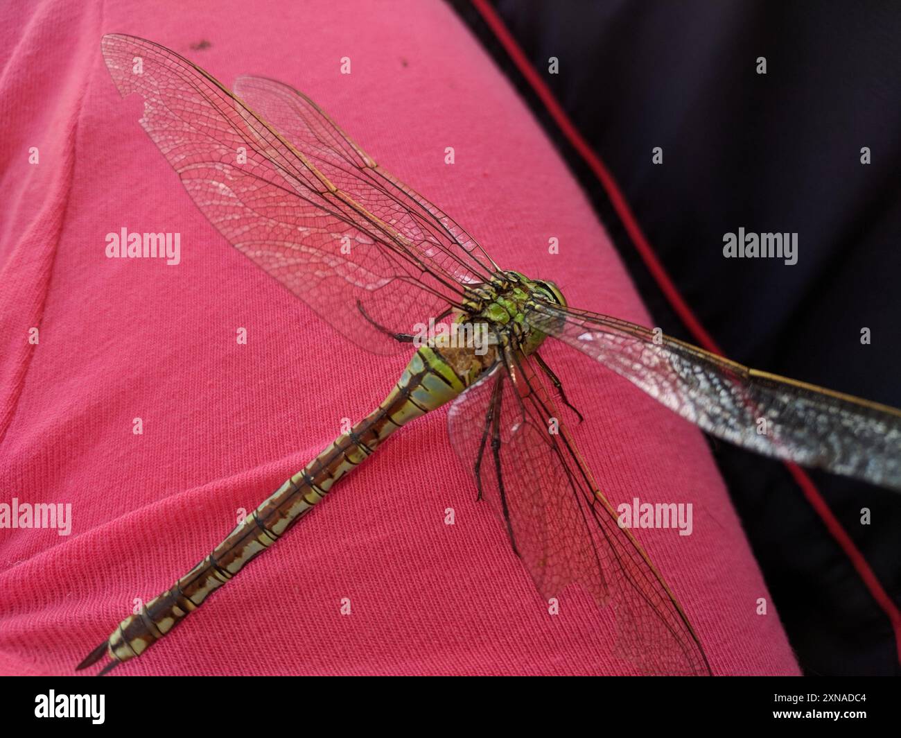 Blue Emperor (Anax imperator) Insecta Stock Photo - Alamy