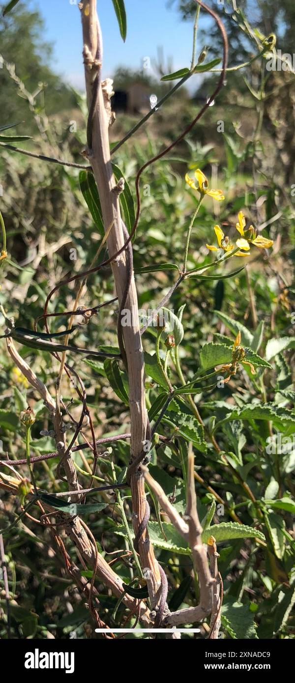 slender janusia (Janusia gracilis) Plantae Stock Photo - Alamy
