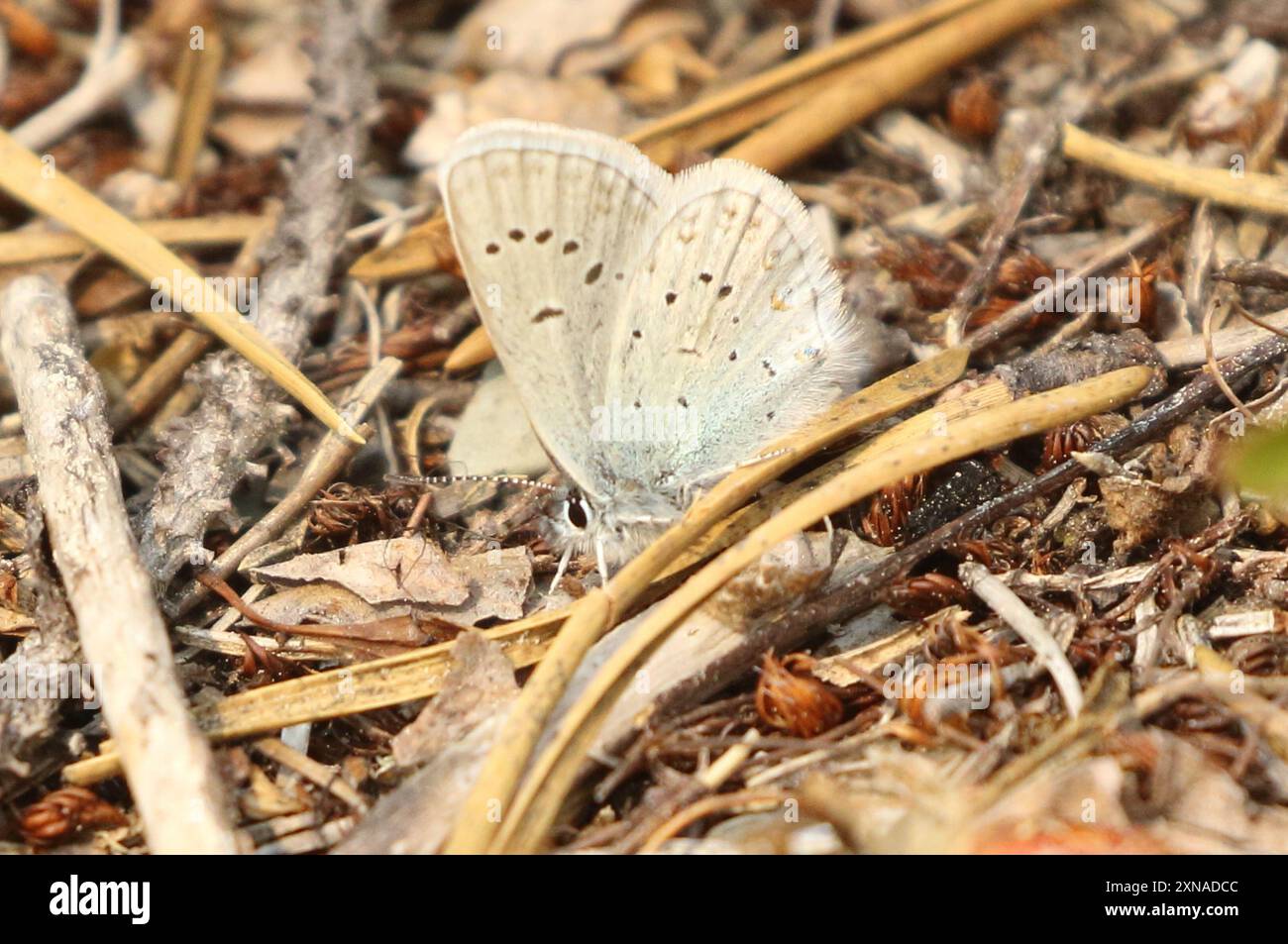 Anna's Blue (Plebejus anna) Insecta Stock Photo - Alamy
