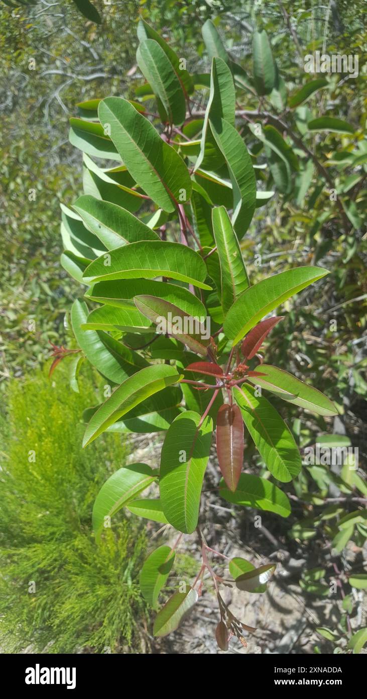 laurel sumac (Malosma laurina) Plantae Stock Photo - Alamy