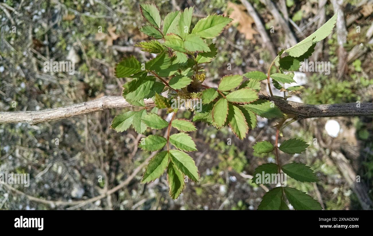 multiflora rose (Rosa multiflora) Plantae Stock Photo - Alamy