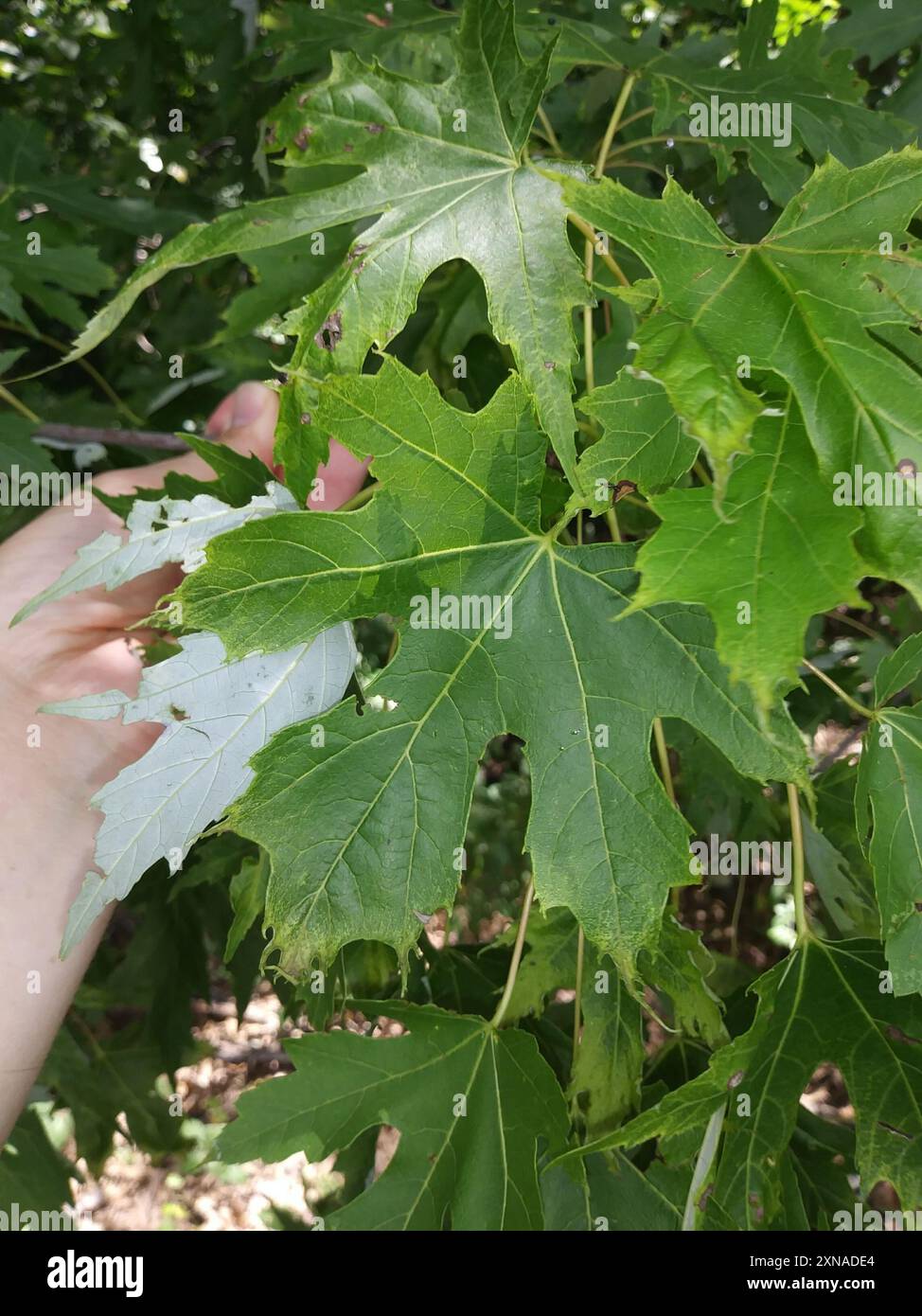 silver maple (Acer saccharinum) Plantae Stock Photo - Alamy