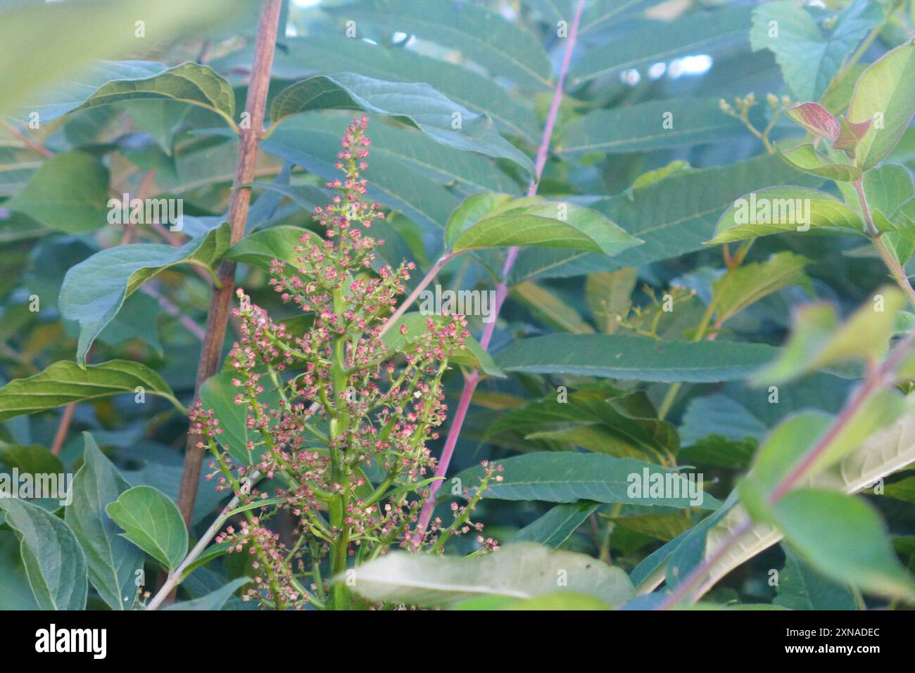 smooth sumac (Rhus glabra) Plantae Stock Photo - Alamy