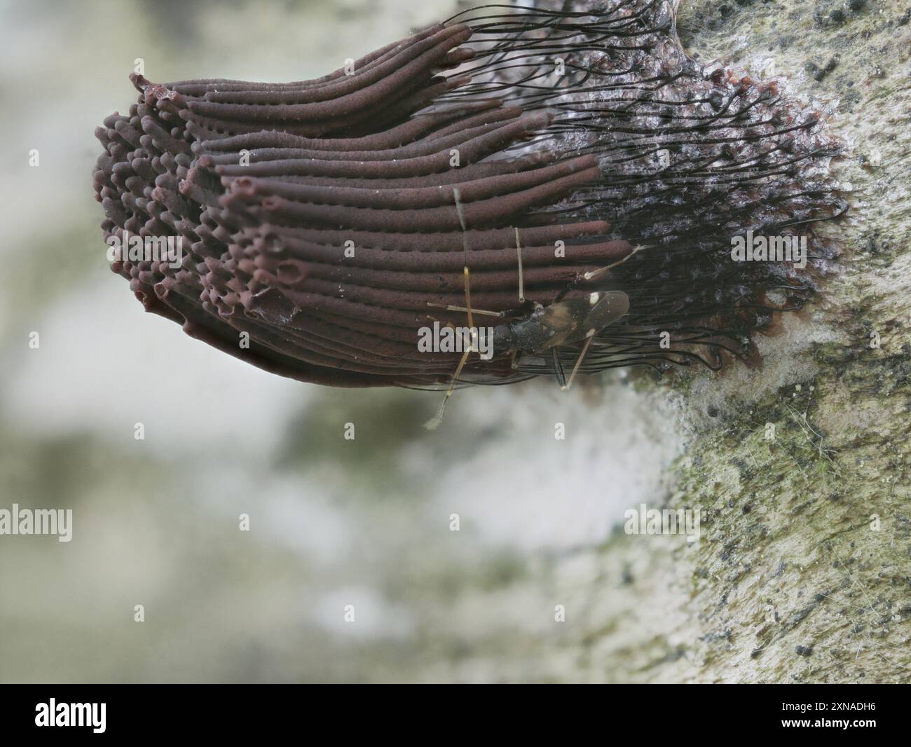 (Stemonitis axifera) Protozoa Stock Photo - Alamy