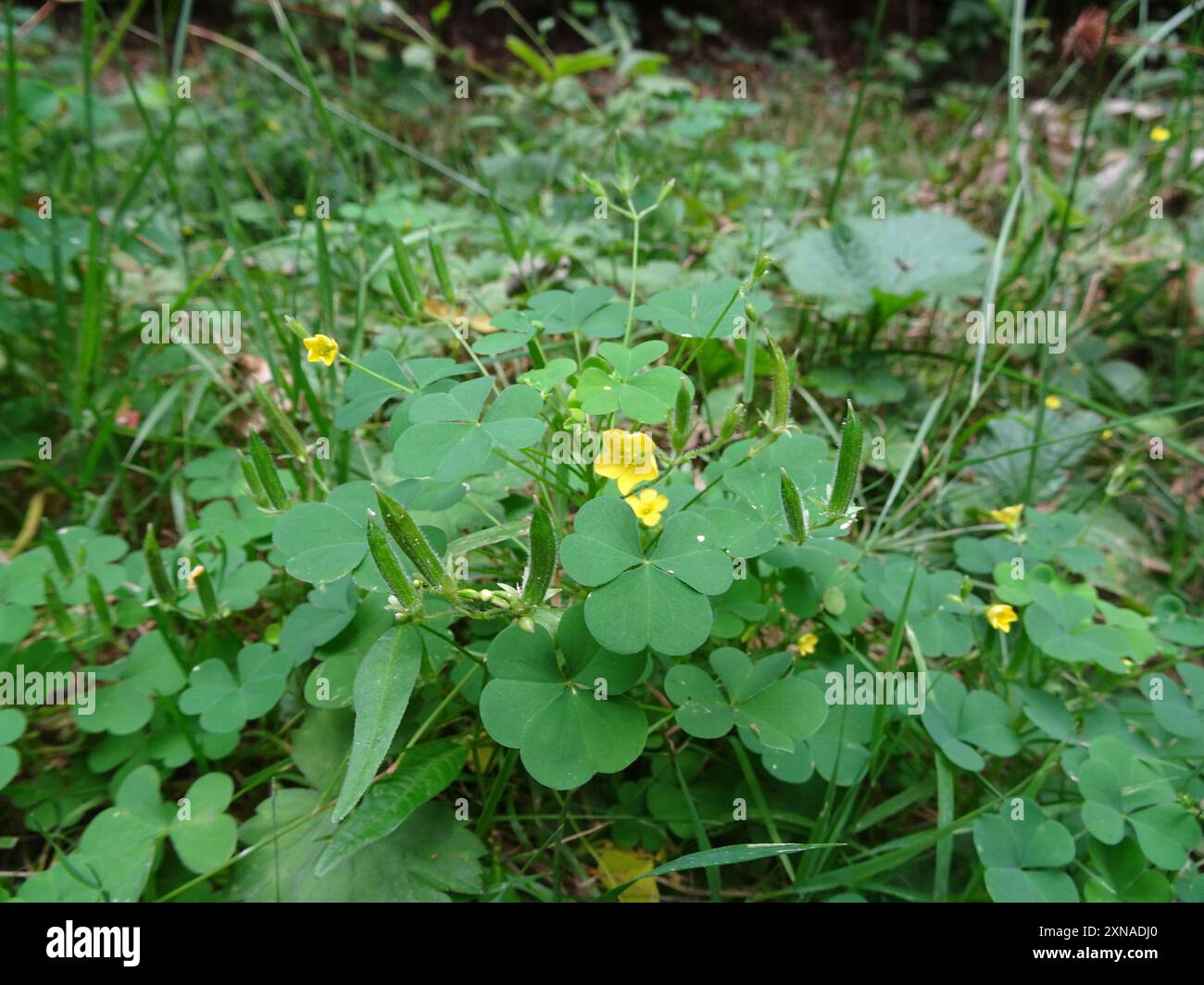 upright yellow woodsorrel (Oxalis stricta) Plantae Stock Photo - Alamy