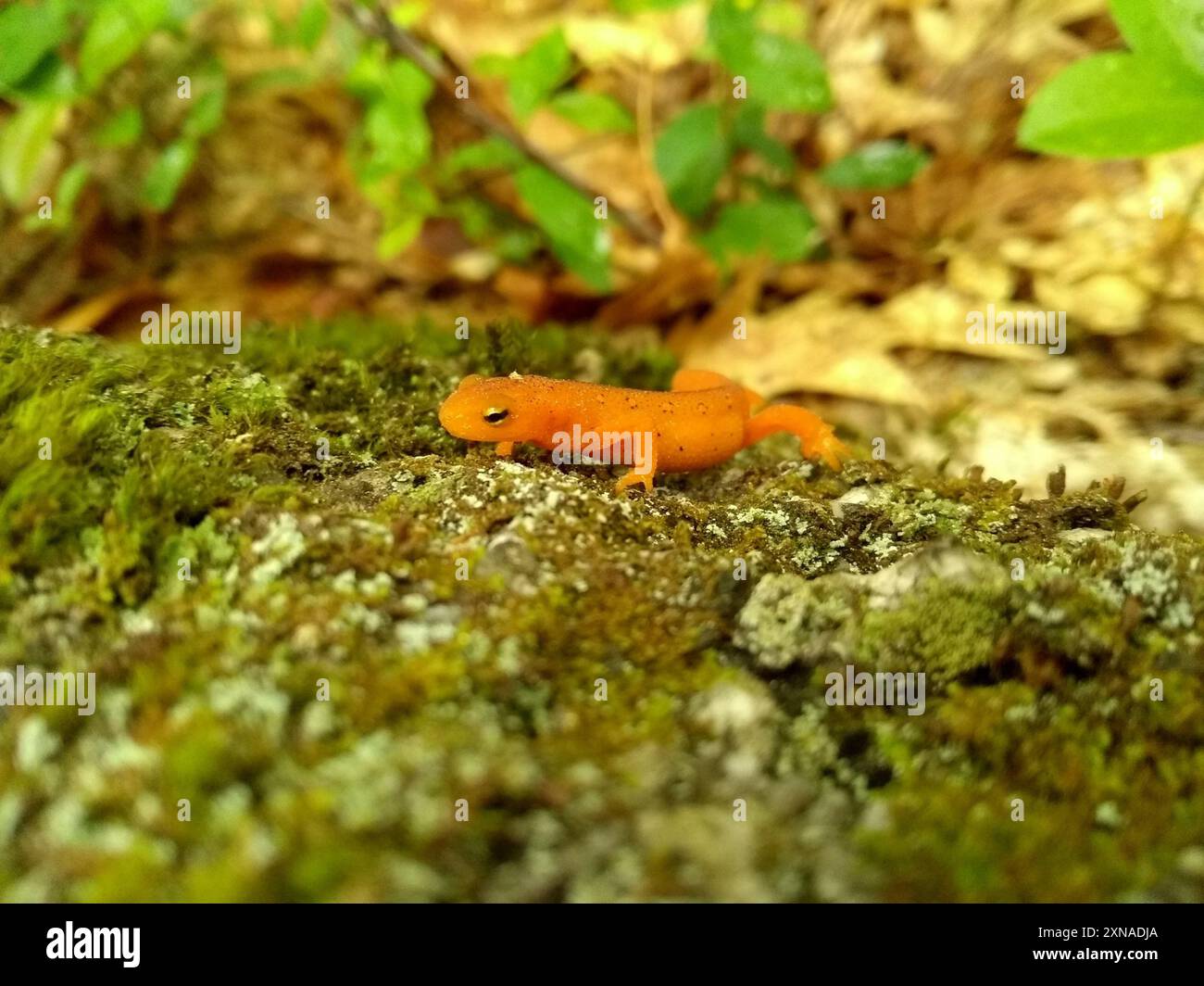 Eastern Newt (Notophthalmus viridescens) Amphibia Stock Photo - Alamy
