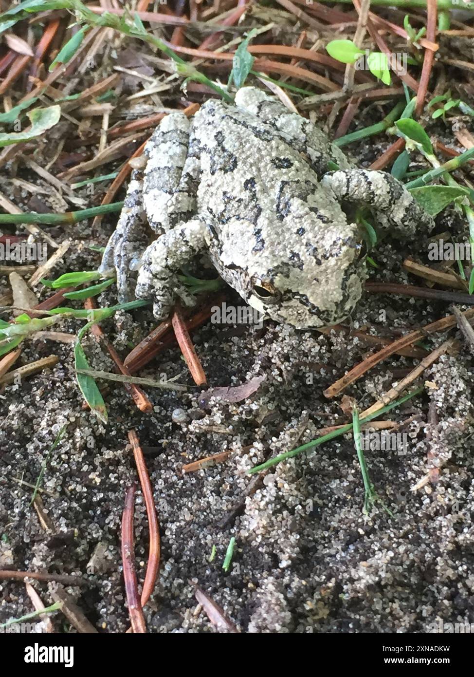 Holarctic Treefrogs (Hyla) Amphibia Stock Photo - Alamy
