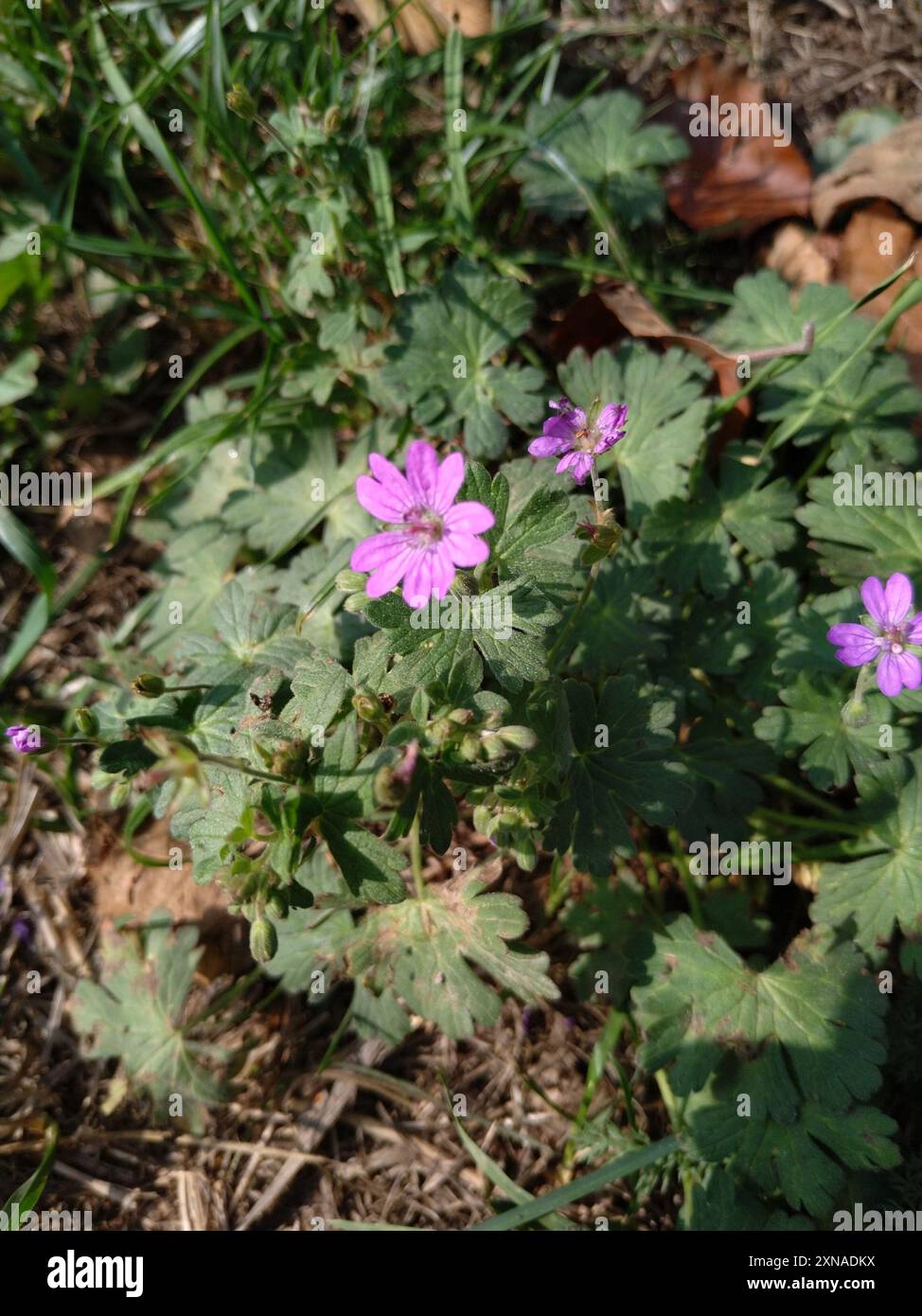 Dove's-foot crane's-bill (Geranium molle) Plantae Stock Photo - Alamy