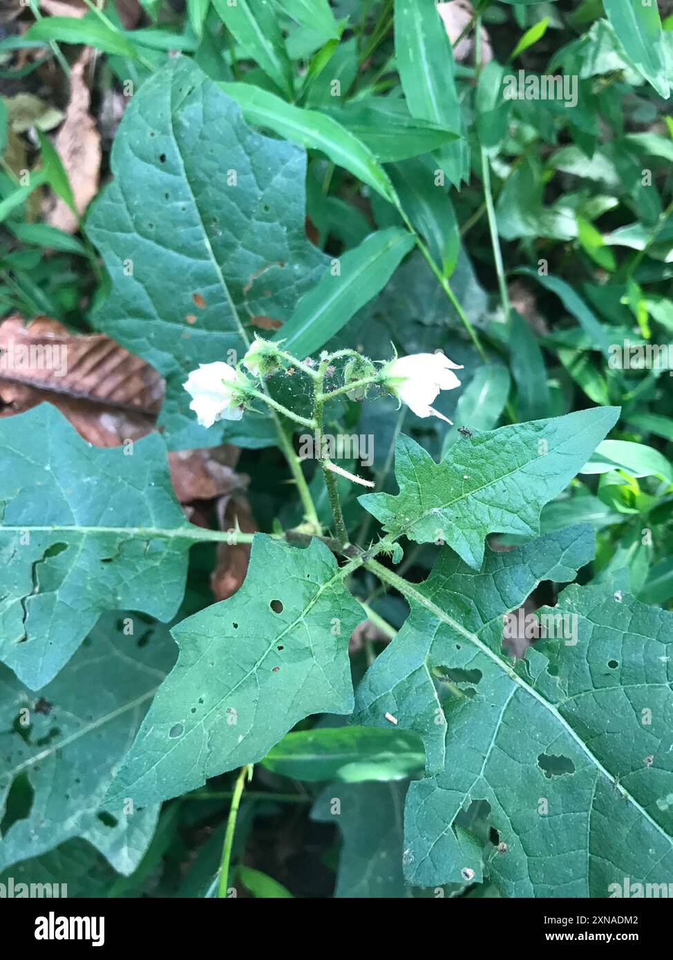 Carolina horsenettle (Solanum carolinense) Plantae Stock Photo - Alamy