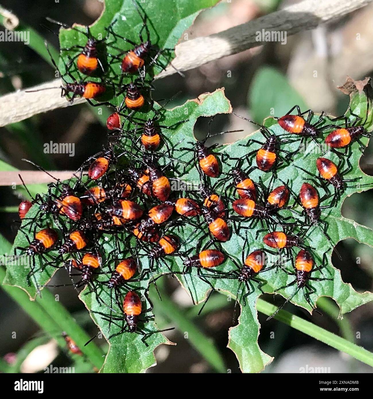 Leaf-footed Bugs (Coreidae) Insecta Stock Photo - Alamy