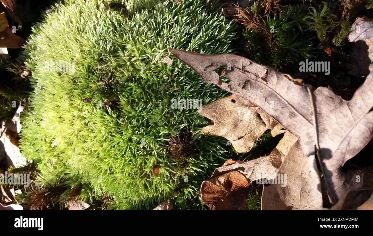 joint-toothed mosses (Bryopsida) Plantae Stock Photo - Alamy