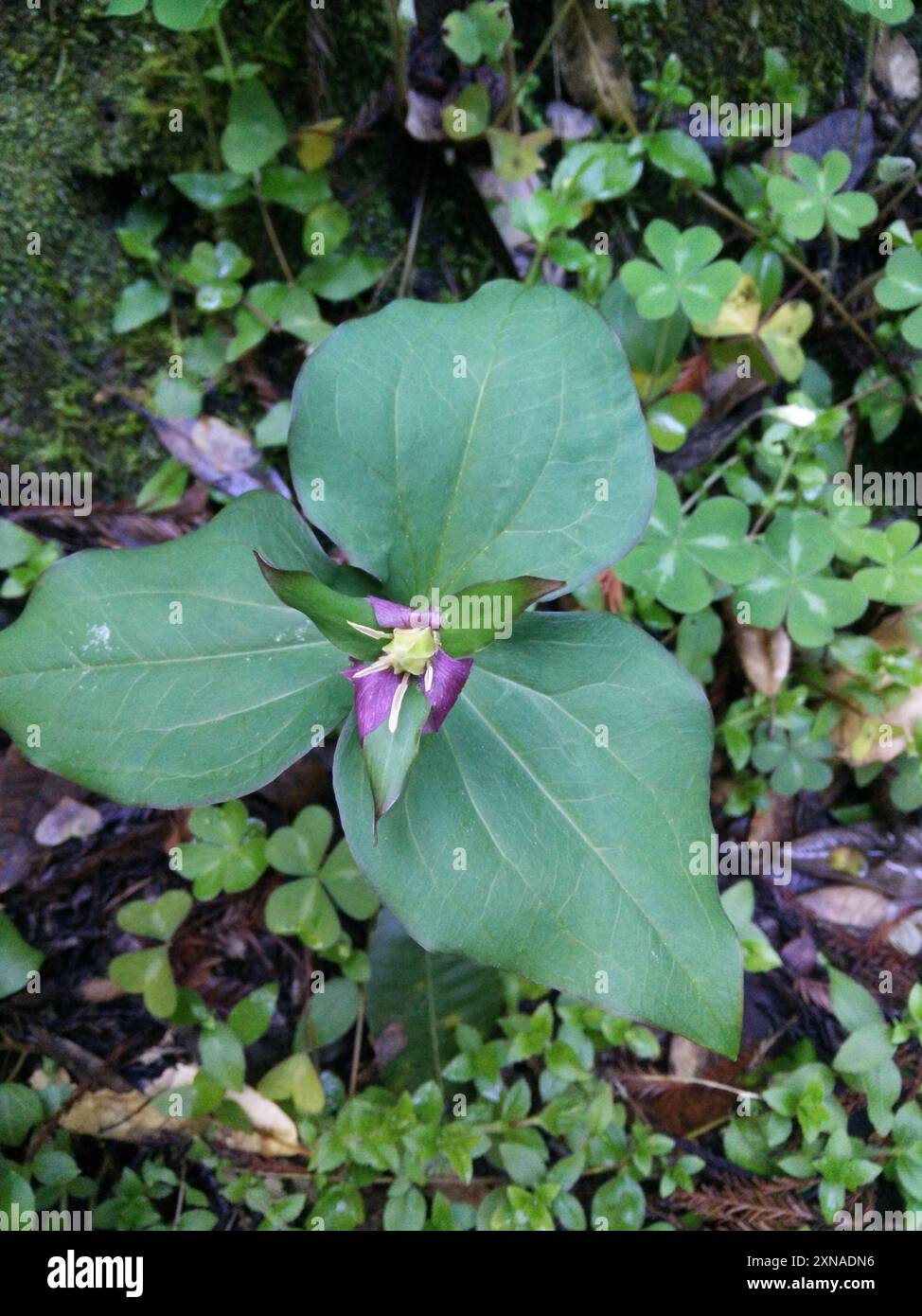 Pacific trillium (Trillium ovatum) Plantae Stock Photo - Alamy