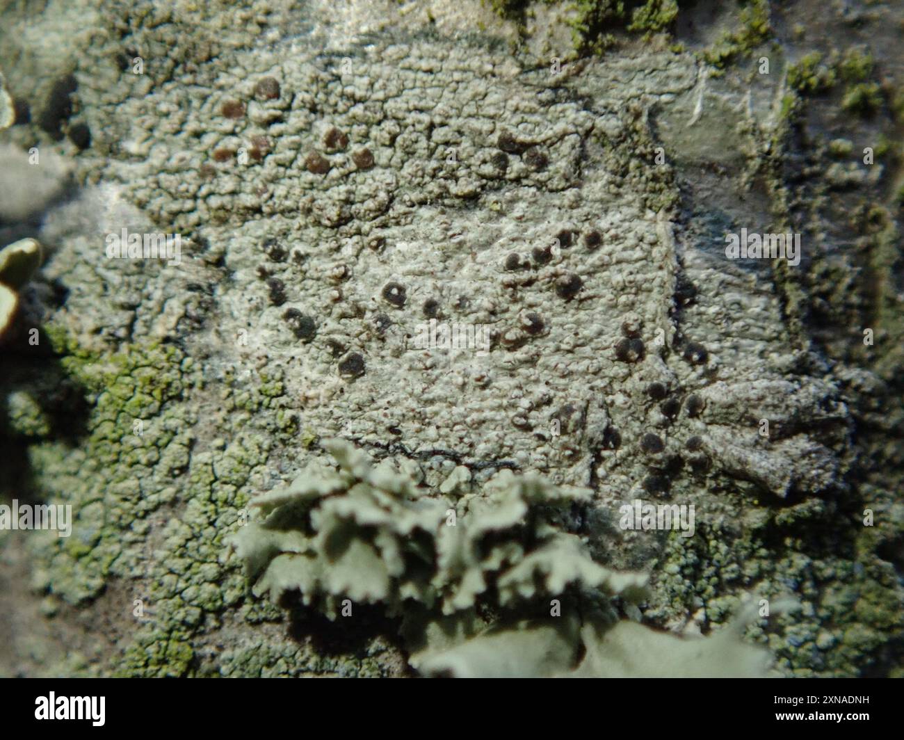 Variable Brown Dotlets (Lecidea varians) Fungi Stock Photo - Alamy