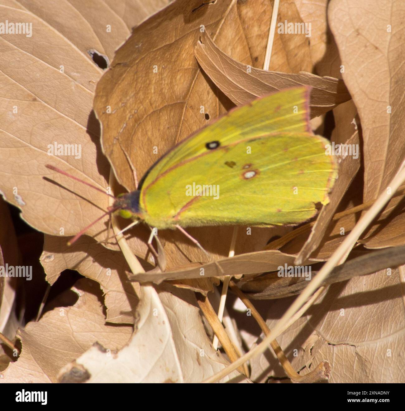 Southern Dogface (Zerene cesonia) Insecta Stock Photo - Alamy