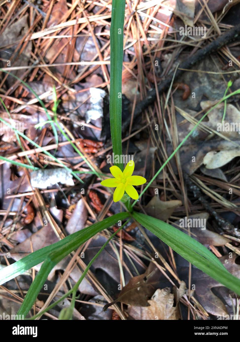 yellow star grass (Hypoxis hirsuta) Plantae Stock Photo - Alamy