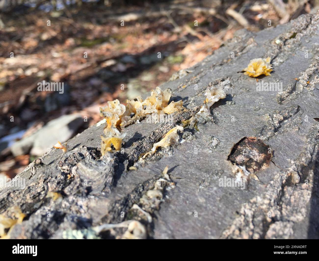 Fan shaped jelly fungi hi-res stock photography and images - Alamy