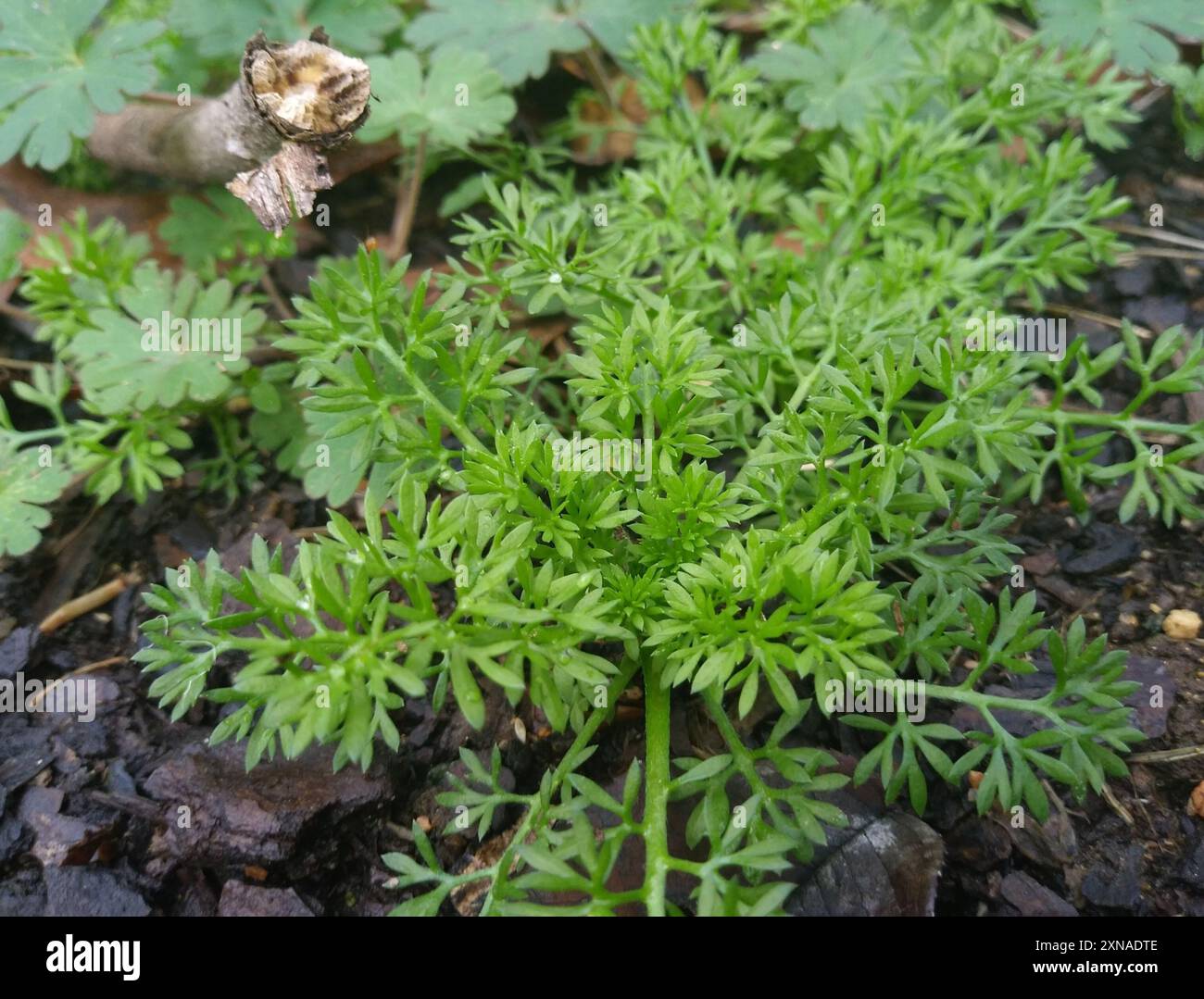 common soliva (Soliva sessilis) Plantae Stock Photo - Alamy