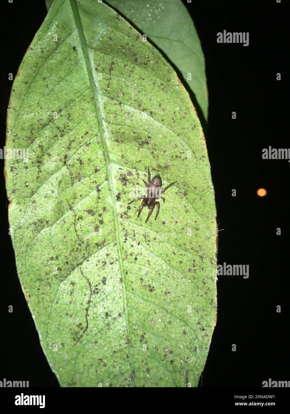 (Intruda signata) Arachnida Stock Photo - Alamy