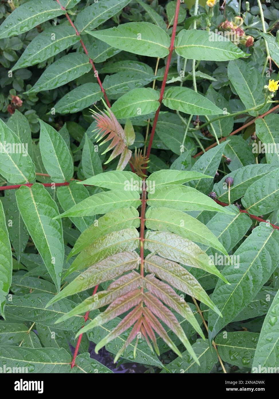 tree-of-heaven (Ailanthus altissima) Plantae Stock Photo - Alamy