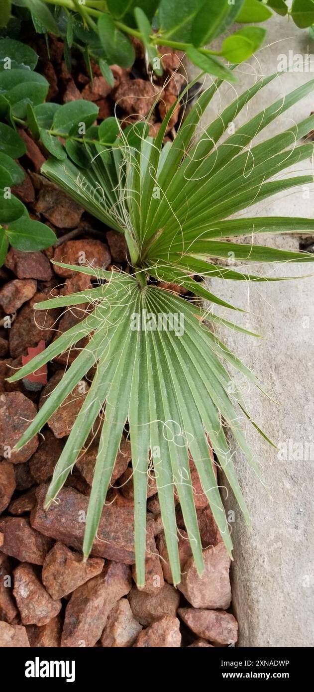 California fan palm (Washingtonia filifera) Plantae Stock Photo - Alamy