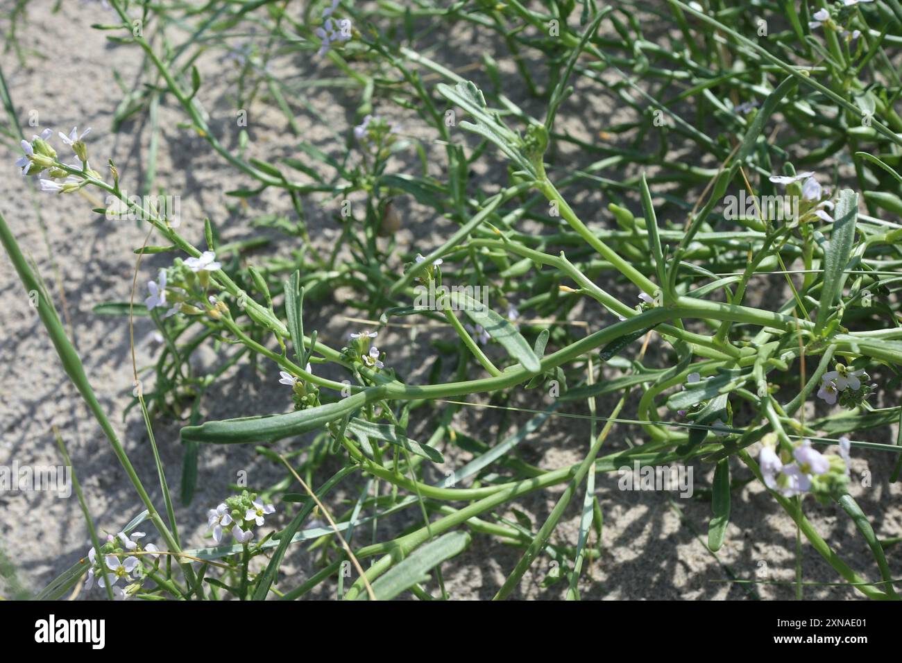 European Searocket (Cakile maritima) Plantae Stock Photo - Alamy