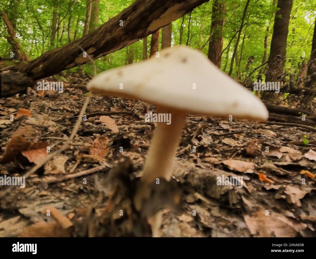 Eastern destroying angel amanita hi-res stock photography and images ...