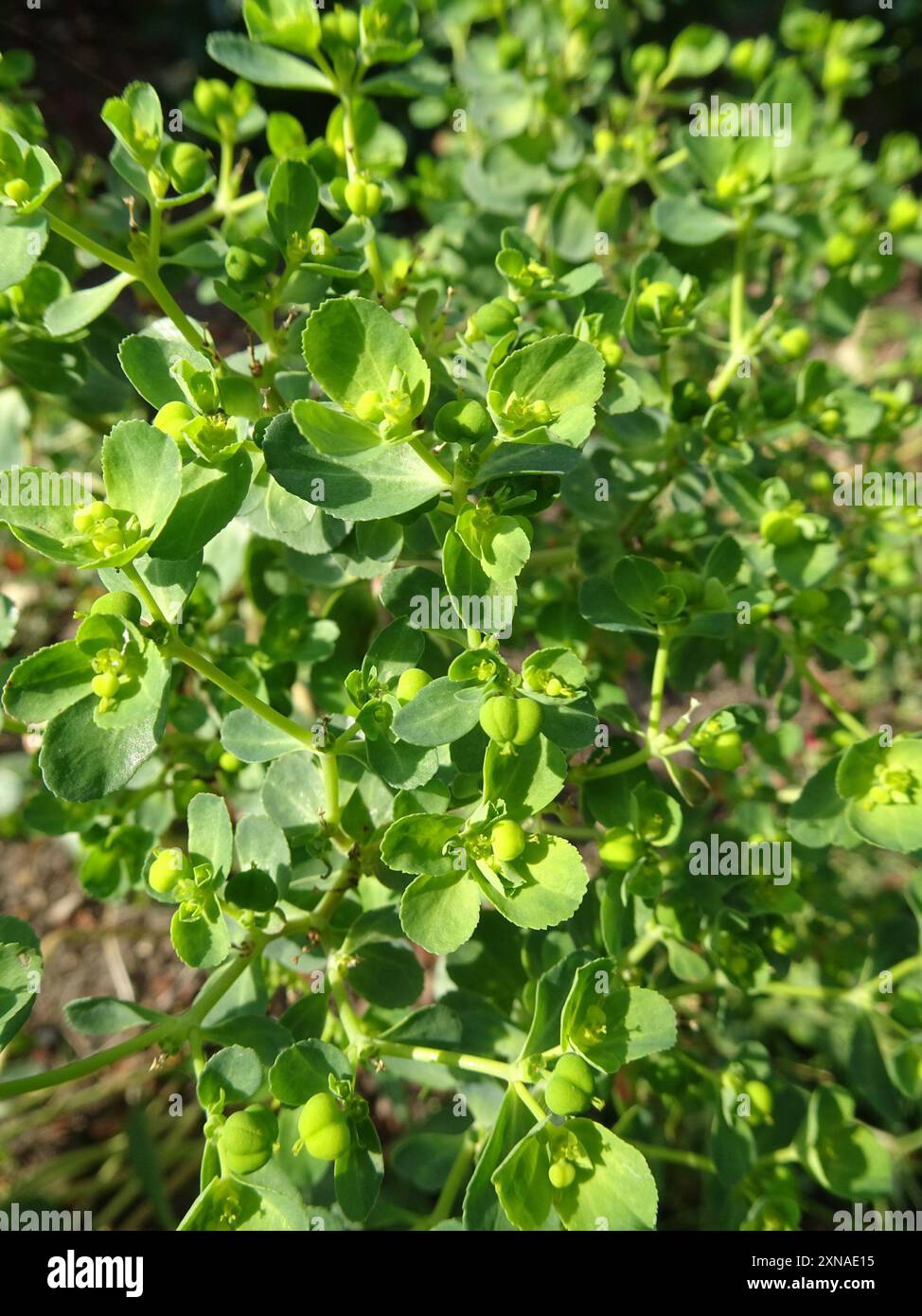 Sun spurge (Euphorbia helioscopia) Plantae Stock Photo - Alamy