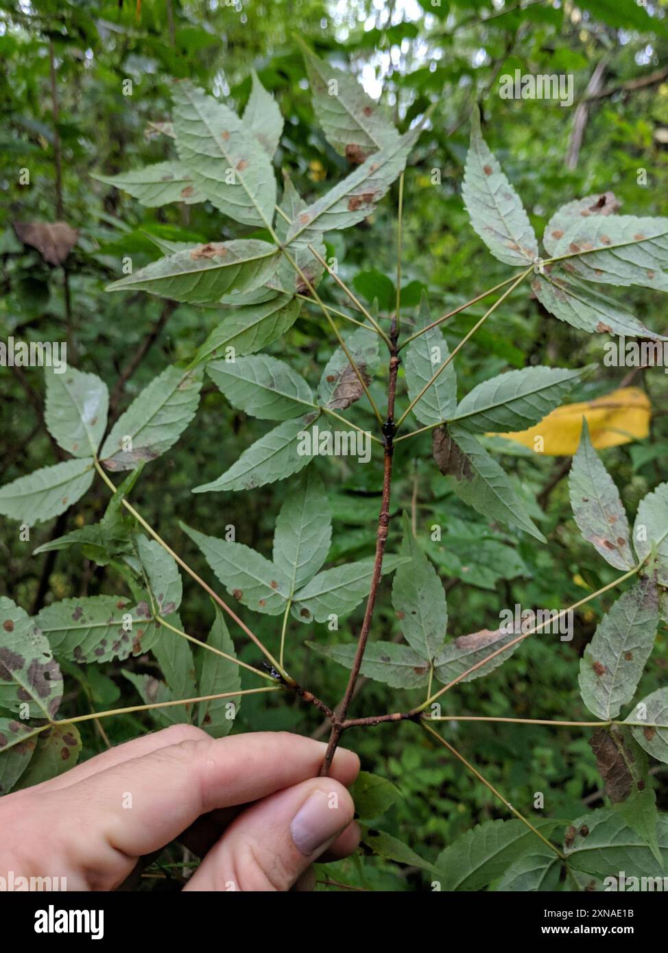 Manchurian maple (Acer mandshuricum) Plantae Stock Photo - Alamy