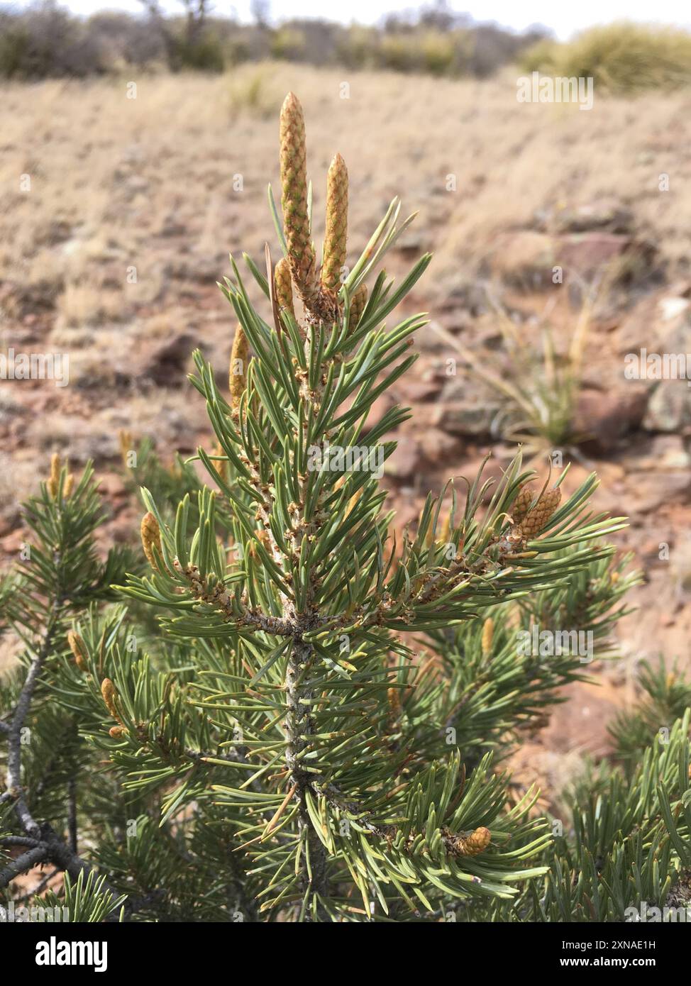 Colorado Pinyon (Pinus edulis) Plantae Stock Photo - Alamy