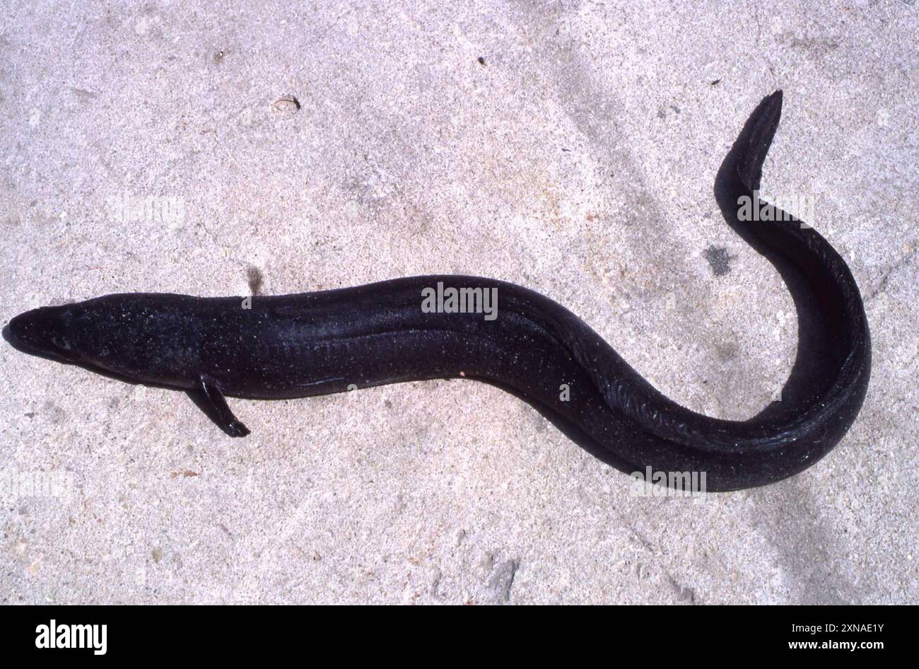 European Conger (Conger conger) Actinopterygii Stock Photo - Alamy
