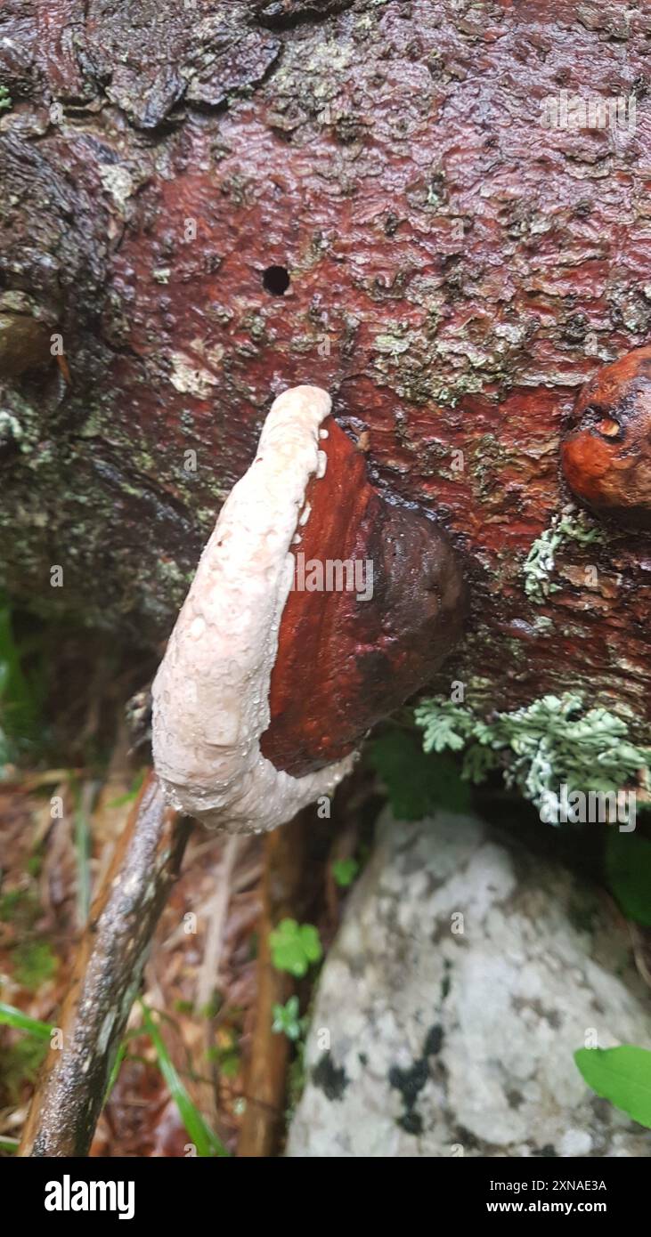 Red-banded Polypore (Fomitopsis pinicola) Fungi Stock Photo - Alamy