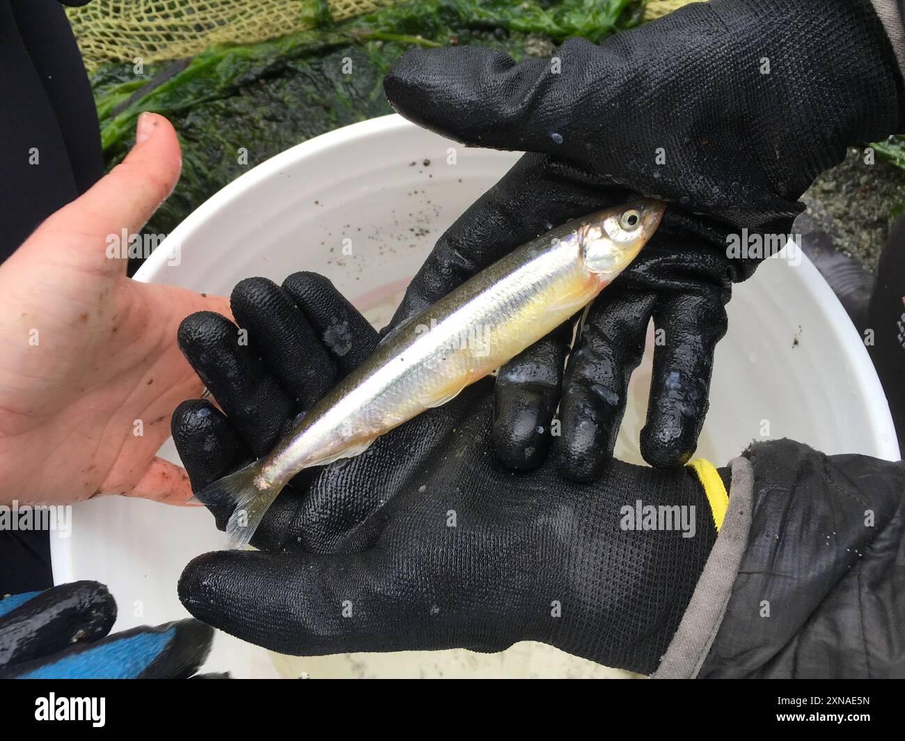 Surf Smelt (Hypomesus pretiosus) Actinopterygii Stock Photo - Alamy