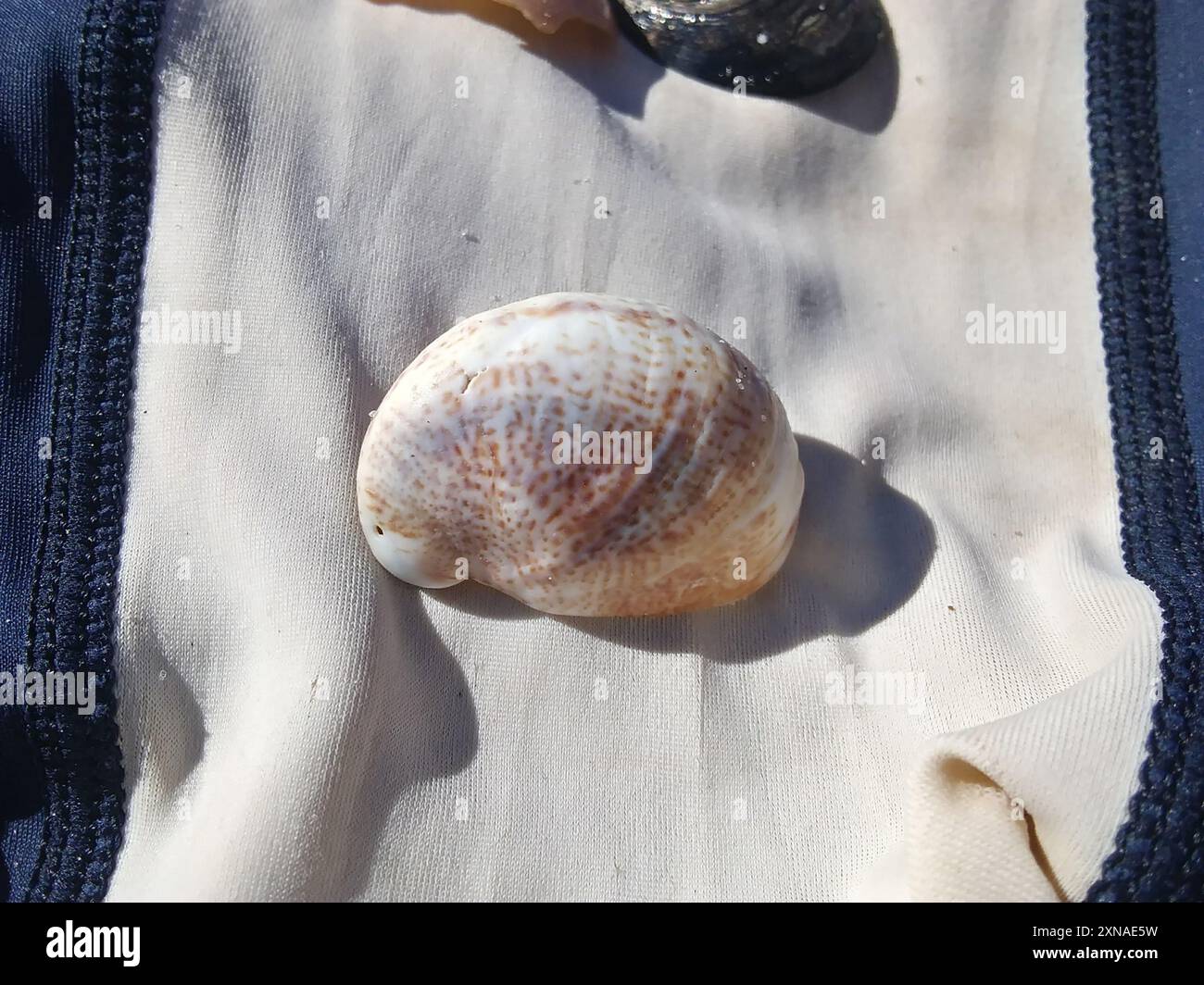 Common Atlantic Slippersnail (Crepidula fornicata) Mollusca Stock Photo ...