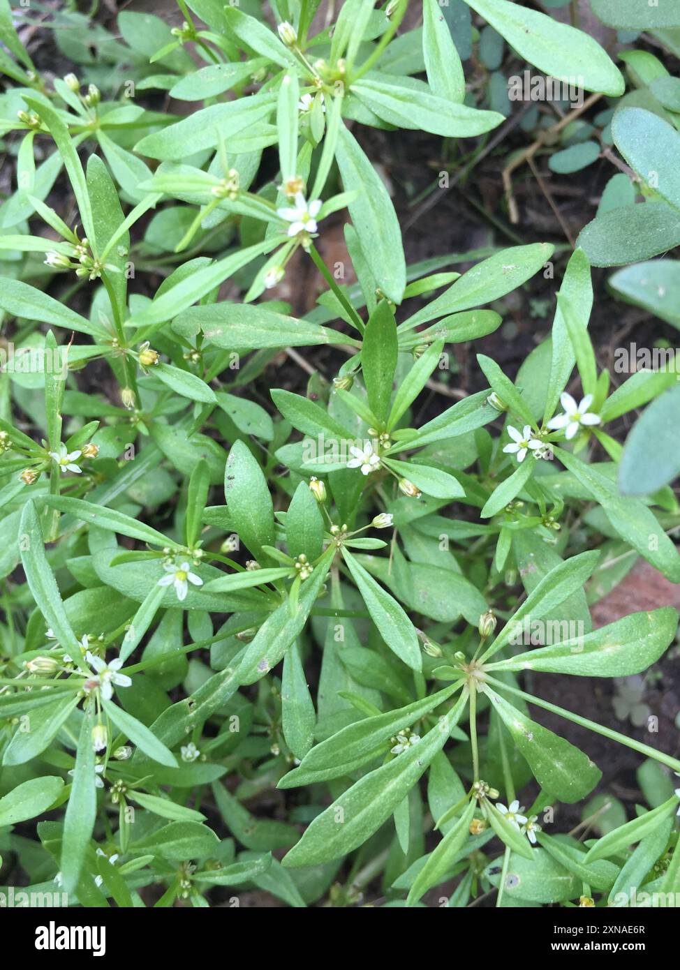 green carpetweed (Mollugo verticillata) Plantae Stock Photo - Alamy