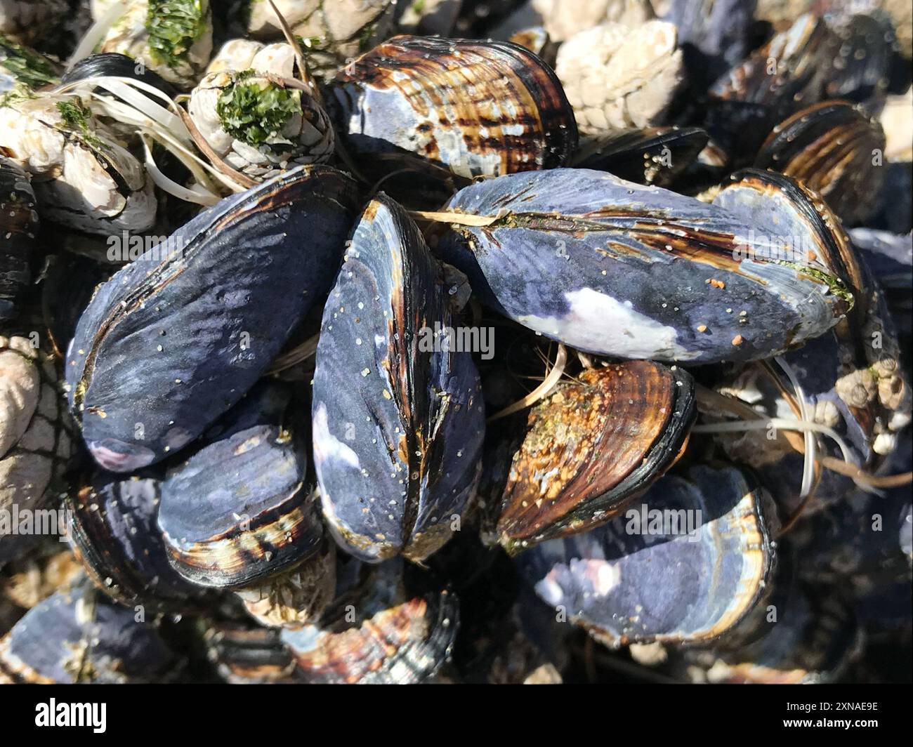 California Mussel (Mytilus californianus) Mollusca Stock Photo - Alamy