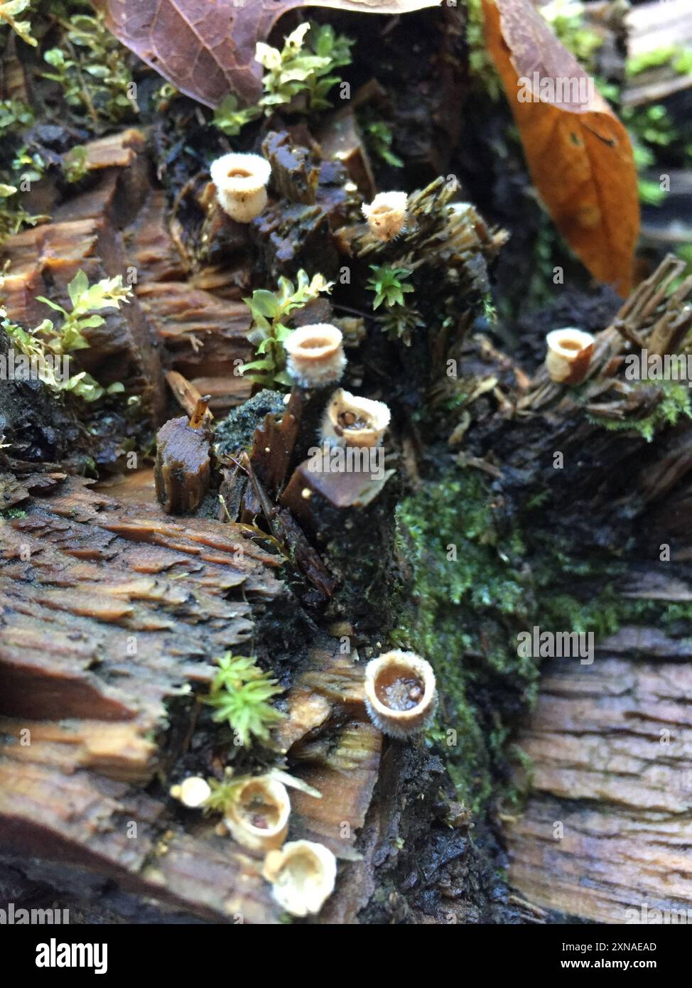 woolly bird's nest fungus (Nidula niveotomentosa) Fungi Stock Photo - Alamy
