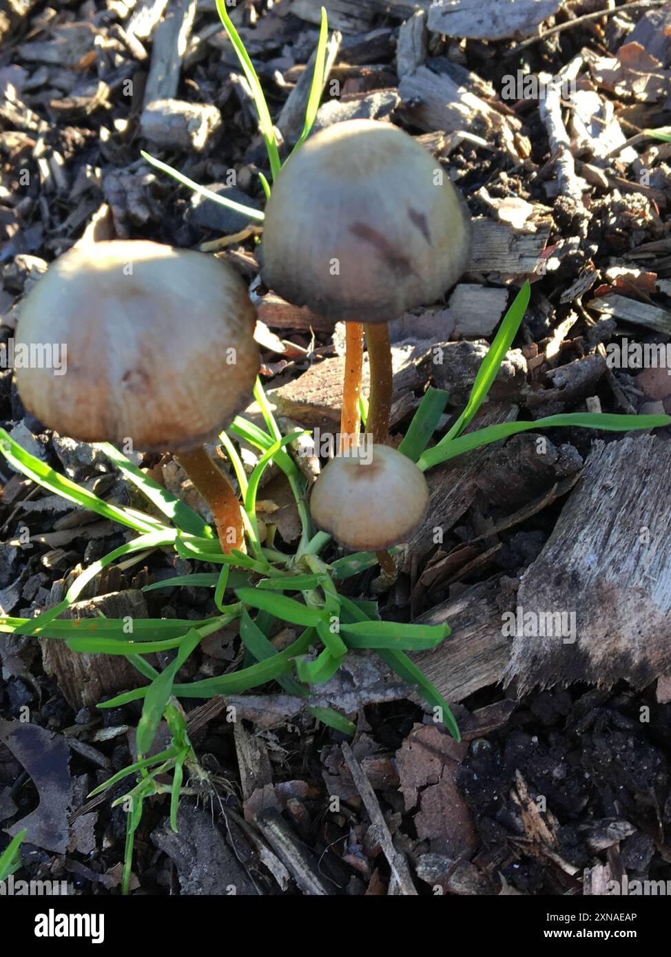 Conopilea hi-res stock photography and images - Alamy