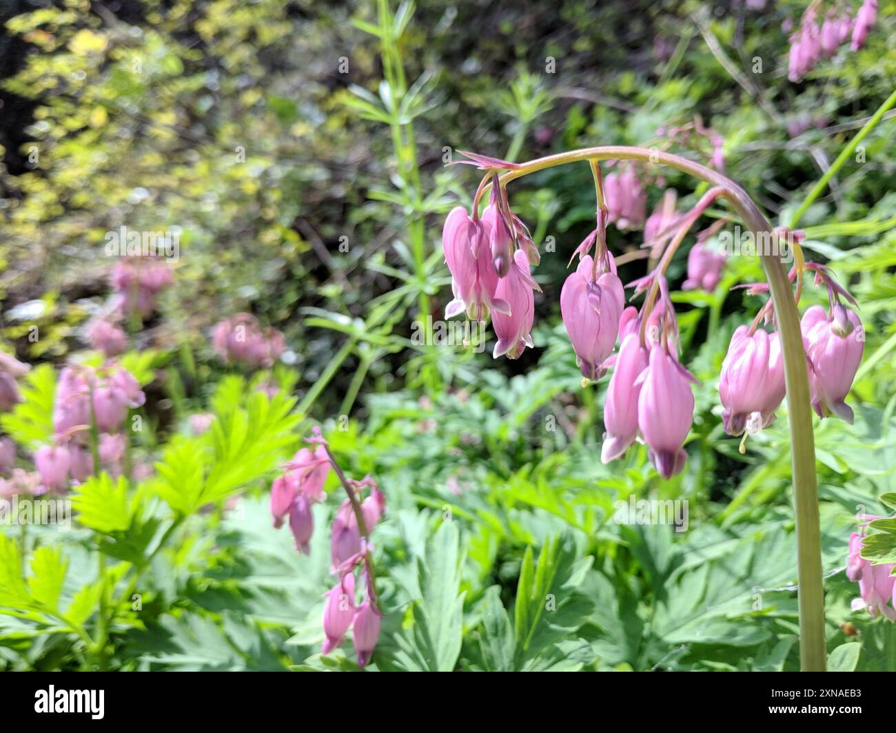 Pacific Bleeding Heart (Dicentra formosa) Plantae Stock Photo - Alamy