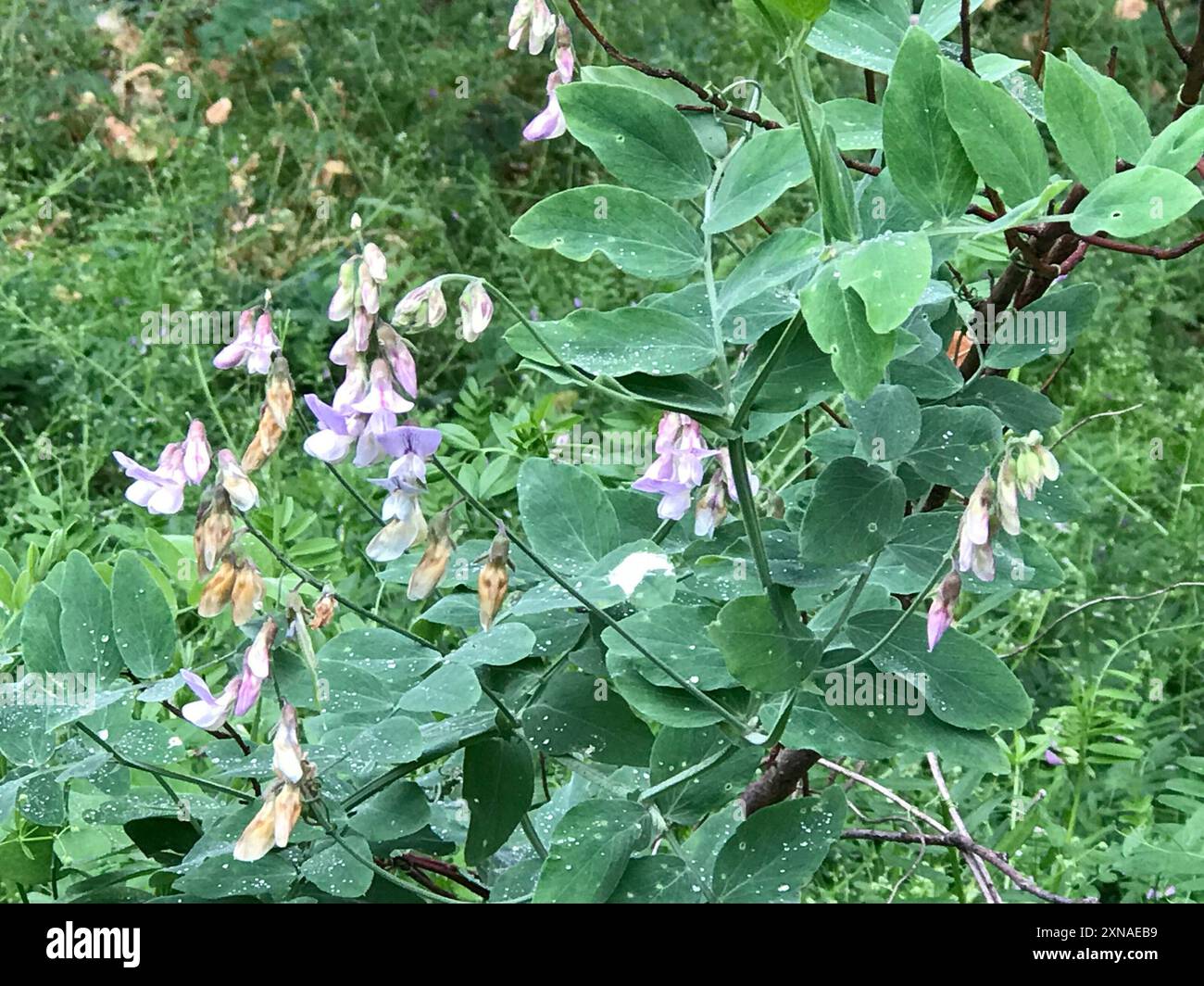 Pacific pea (Lathyrus vestitus) Plantae Stock Photo - Alamy
