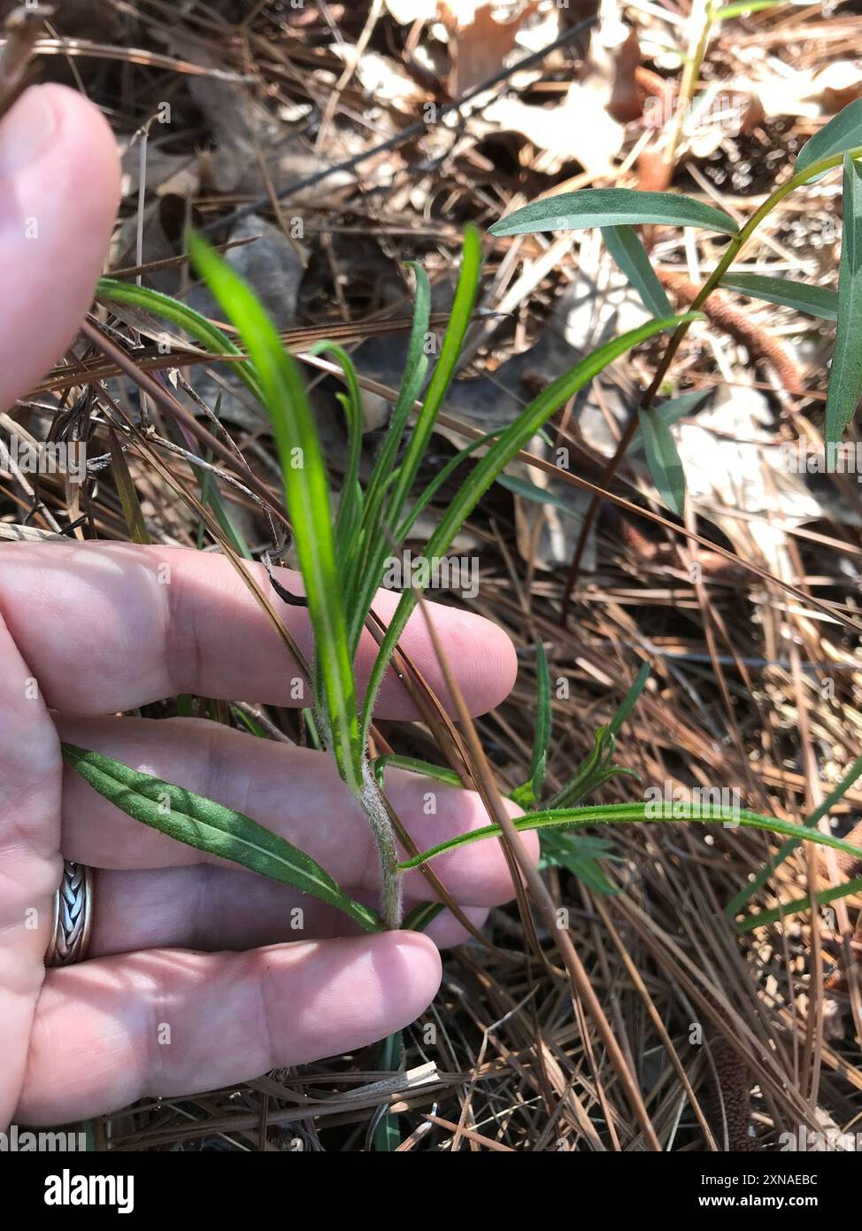 Narrow Leaf Ironweed (Vernonia angustifolia) Plantae Stock Photo - Alamy