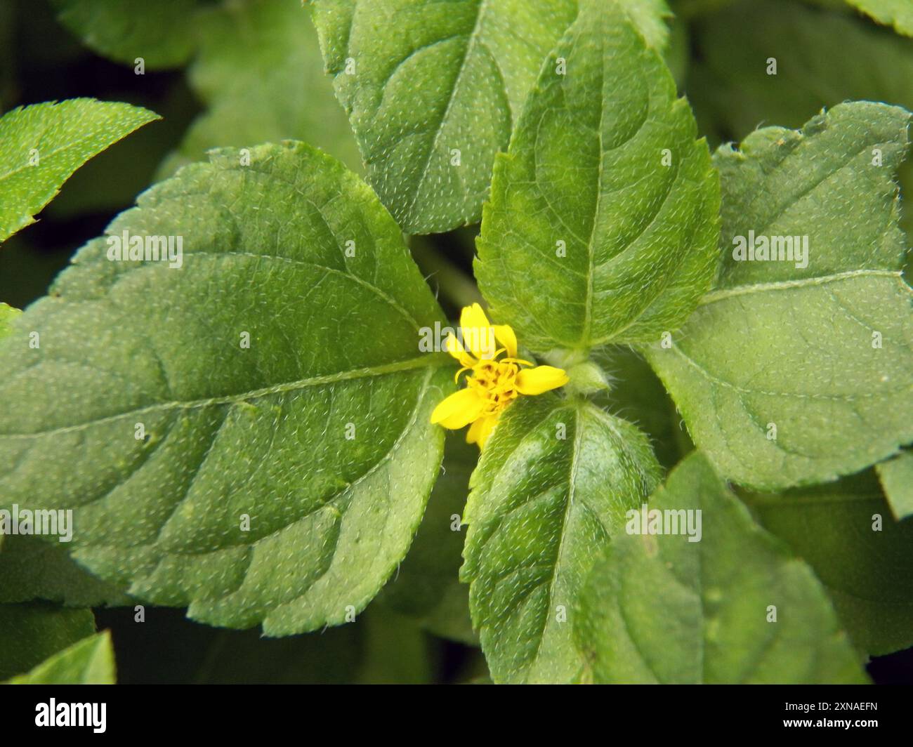 straggler daisy (Calyptocarpus vialis) Plantae Stock Photo - Alamy