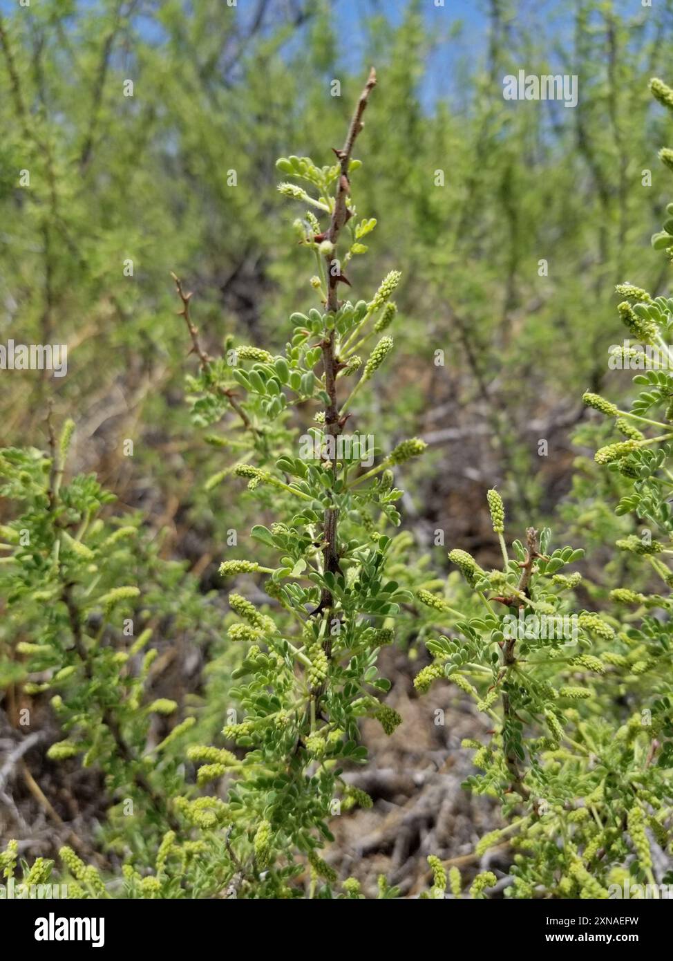 Catclaw acacia (acacia greggii) hi-res stock photography and images - Alamy