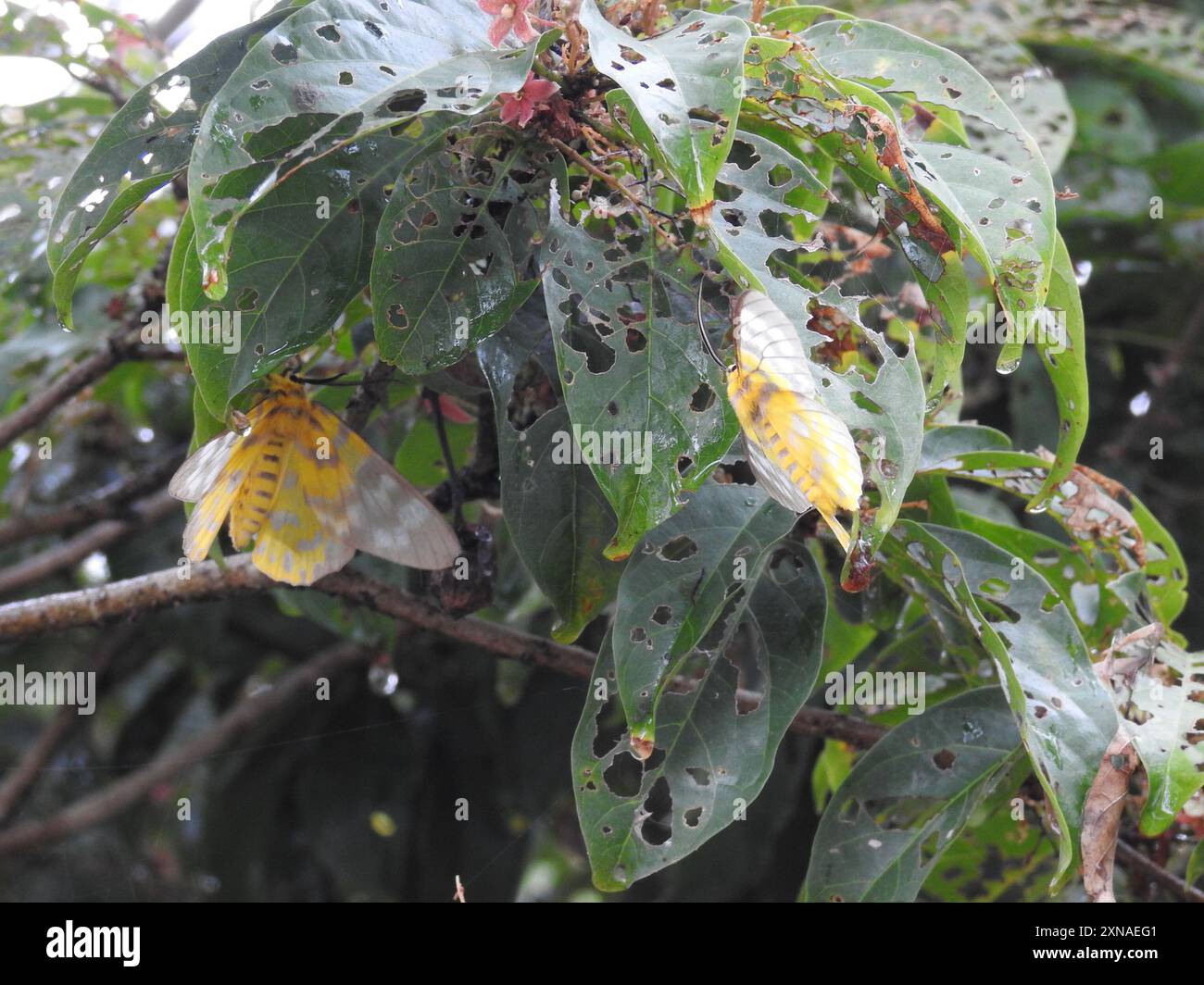 False Tiger Moth (Dysphania militaris) Insecta Stock Photo - Alamy