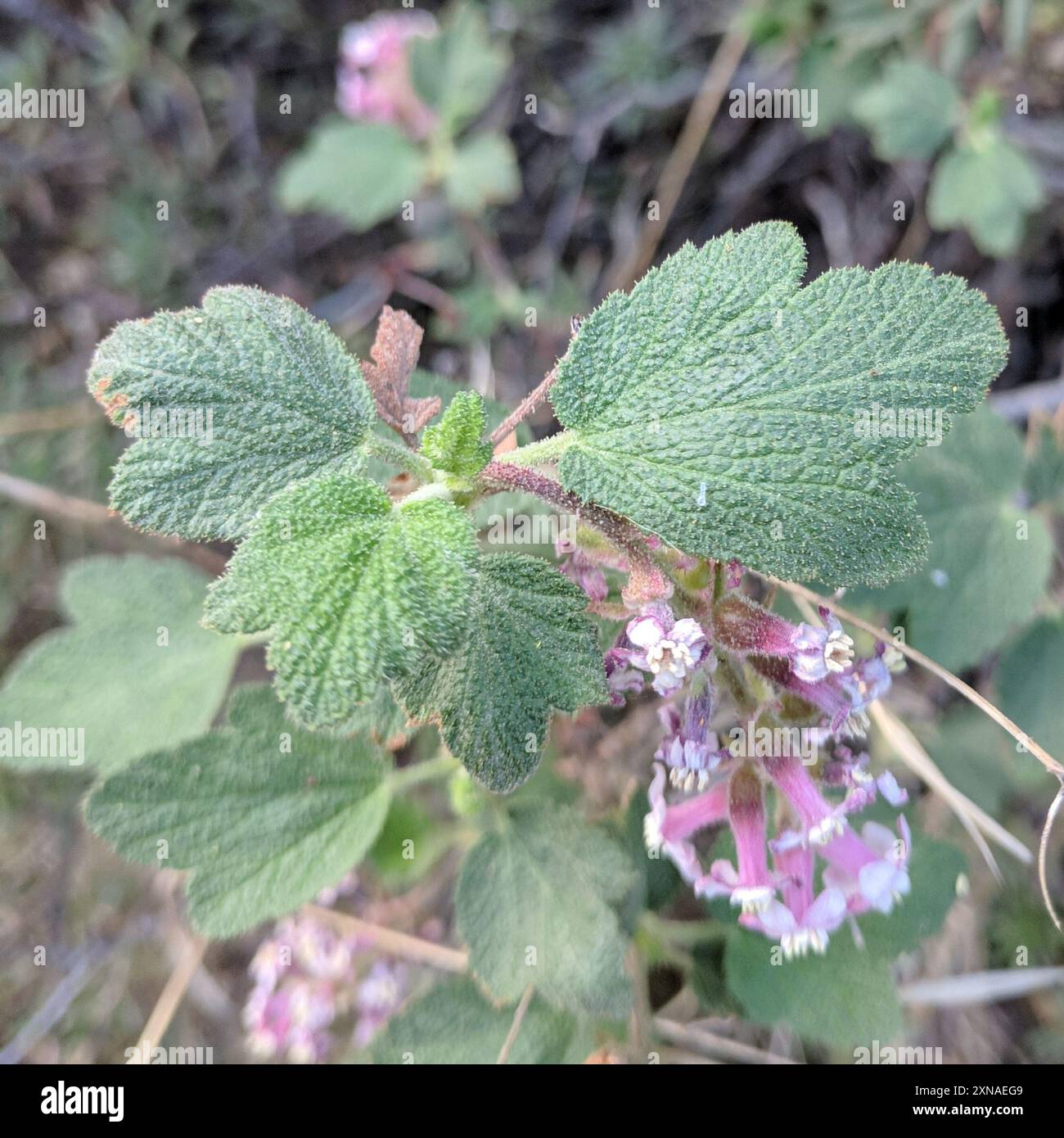 Chaparral Currant (Ribes malvaceum) Plantae Stock Photo - Alamy