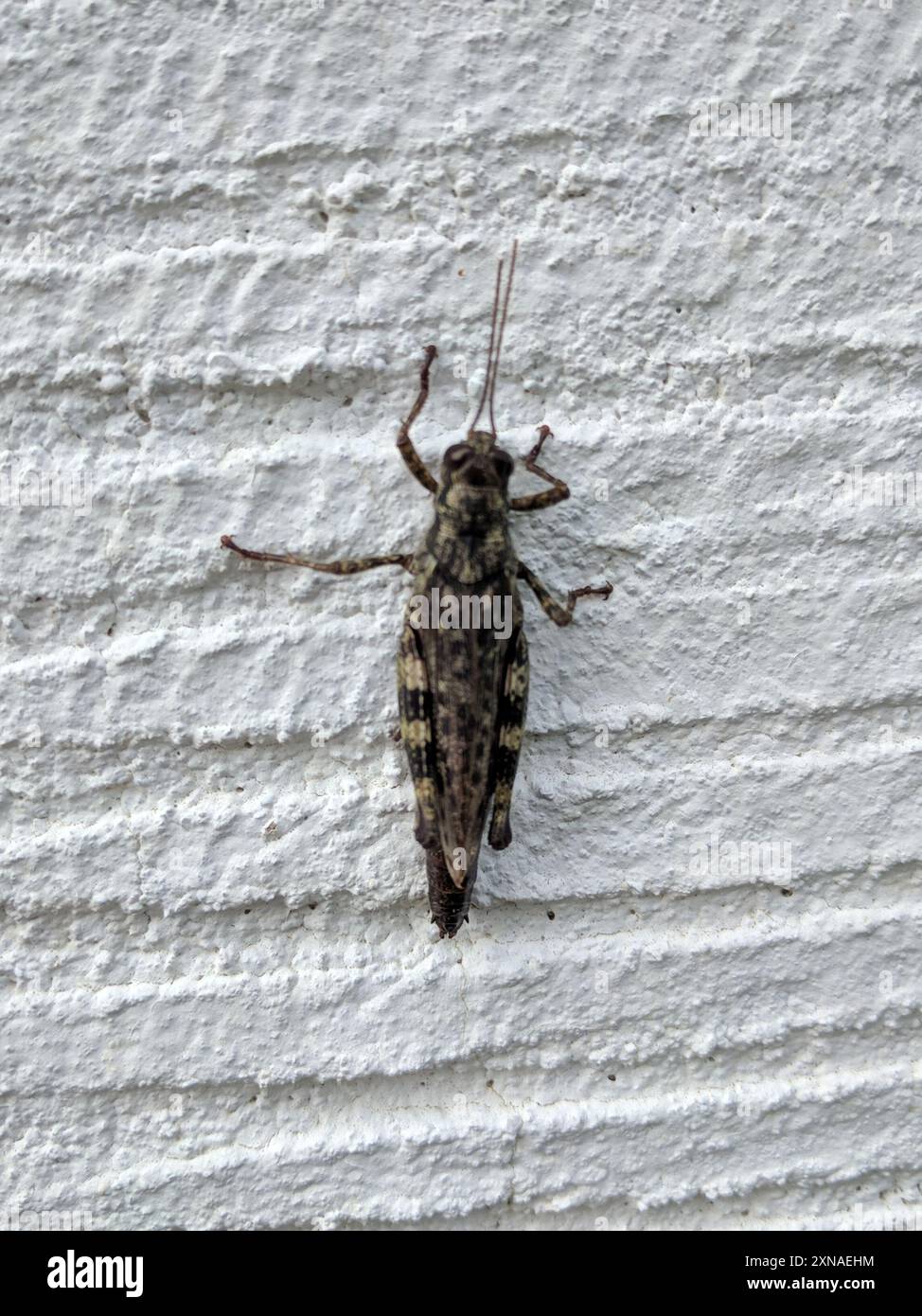 Pine tree Spur-throat Grasshopper (Melanoplus punctulatus) Insecta ...