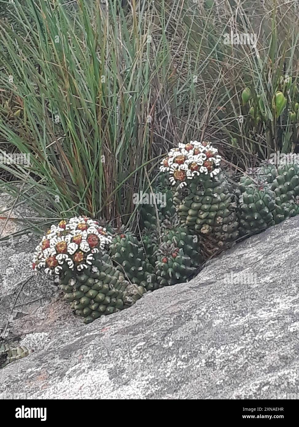 Medusa's-head (Euphorbia caput-medusae) Plantae Stock Photo - Alamy