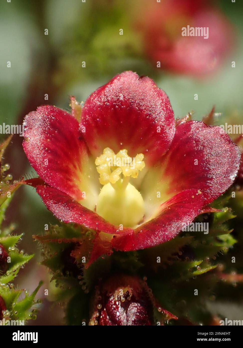 Bellyache bush jatropha gossypiifolia hi-res stock photography and ...
