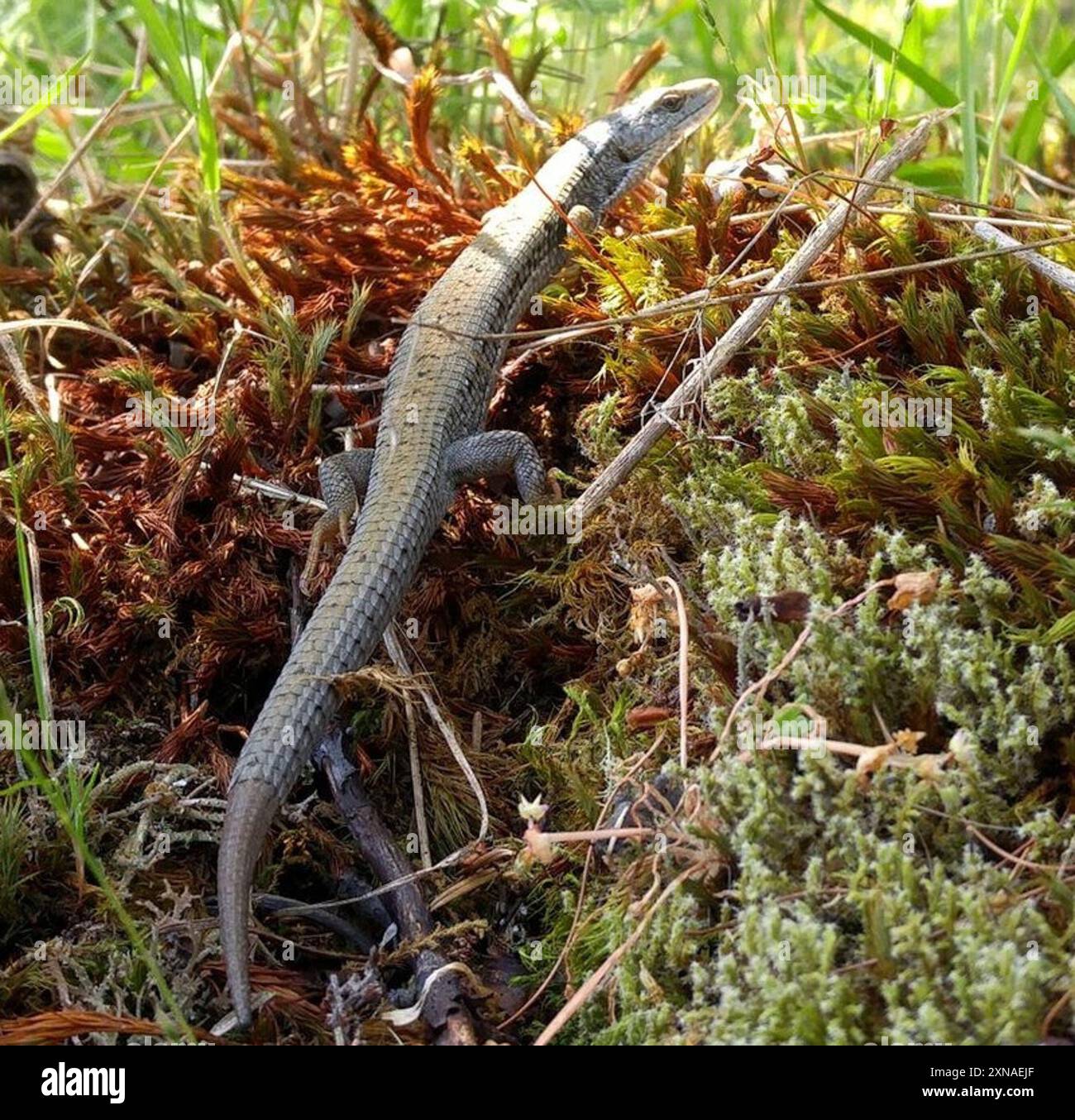 Northern Alligator Lizard (Elgaria coerulea) Reptilia Stock Photo - Alamy