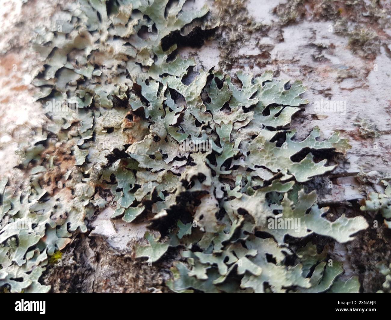 shield lichen (Parmelia sulcata) Fungi Stock Photo - Alamy
