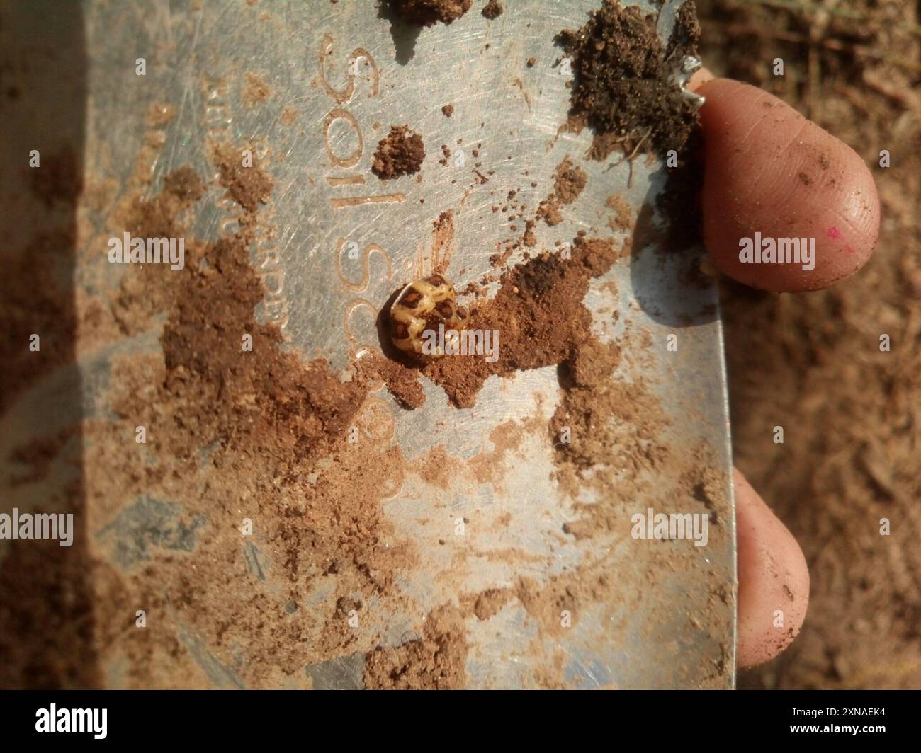 Glowworm Beetles (Phengodidae) Insecta Stock Photo - Alamy